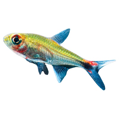 血红卢比热带观赏原生群游水族乡