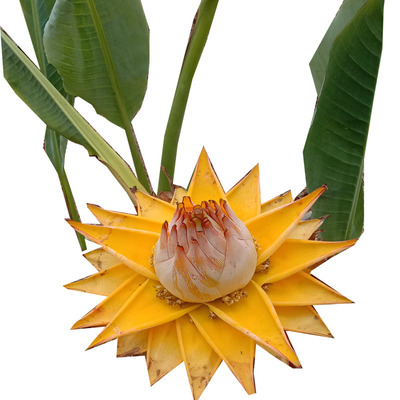 矮胖地涌金莲花鲜花多肉买一送一