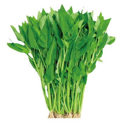 寿禾四季三叉星空心菜种子高产