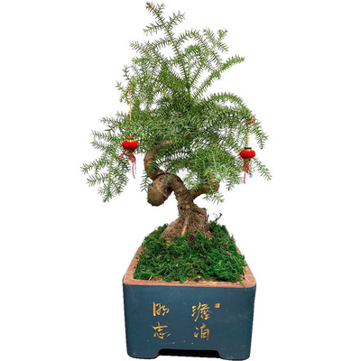 绿植庭院好养微型景观室内澳洲杉