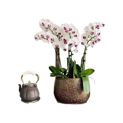 白色蝴蝶兰花苗带花苞四季好养活