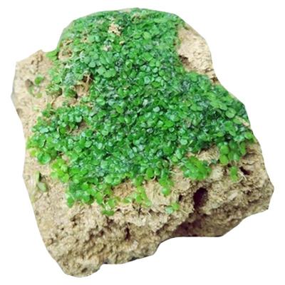 假山草籽草种子上水石心形混装