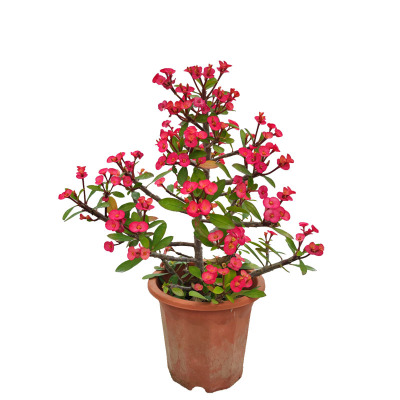 四季开花粉色无刺虎刺梅耐晒好养