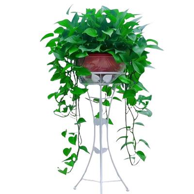 客厅大盆绿萝净化空气花卉盆栽