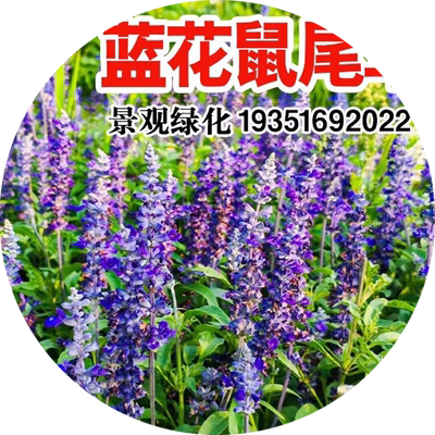 蓝花鼠尾草种四季开花庭院耐阴