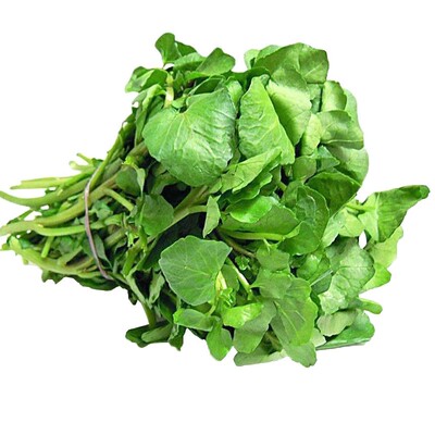 四季广东西洋菜种籽阳台青菜易种