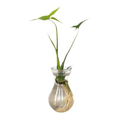 水生植物慈姑苗种苗茨菇种球