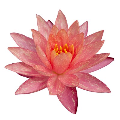 天狼睡莲水培植物露天观花赏叶