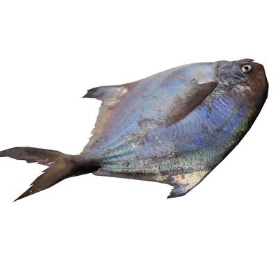 浙奉渔野生海捕白鲳鱼真空锁鲜