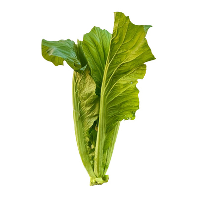 宽叶肉厚大叶芥菜种籽四季高产