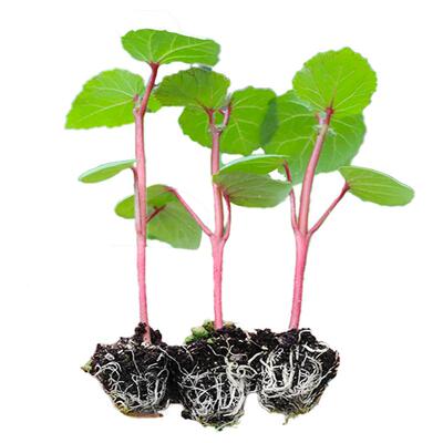 耐老红秋葵苗秧带土超嫩水果秋葵