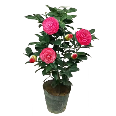 四季香妃茶花盆栽带苞五色