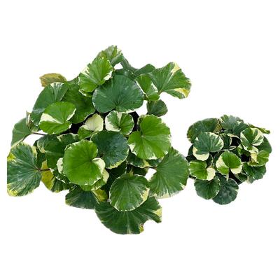 浮云锦萤火虫新品吴风草盆栽苗