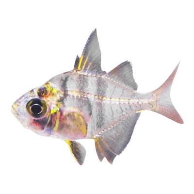 热带鱼观赏鱼玻璃拉拉透明的鱼