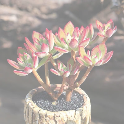 多肉植物金钱木老桩盆栽招财