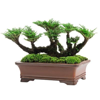 熟桩卷柏九死还魂草假山好养室内