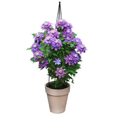 种花王大爷铁线莲混苗2.5L盆栽苗藤本花卉爬藤植物庭院花卉