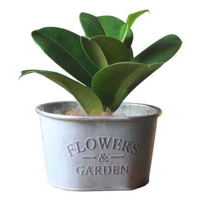 北欧绿色橡皮树桌面绿植