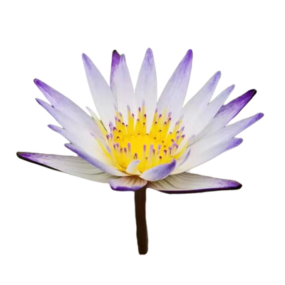 迷你型睡莲海尔芙拉黑美人鱼缸