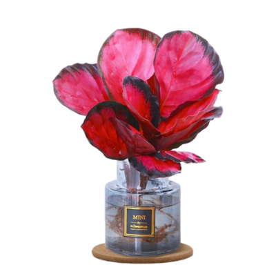 红玫瑰竹芋盆栽水培植物室内好养青苹果彩叶美丽绿植桌面工位花卉