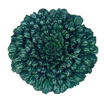 正品乌塌菜种子特耐寒越冬蔬菜种子小八叶黄心塌菜种籽秋冬菊花菜