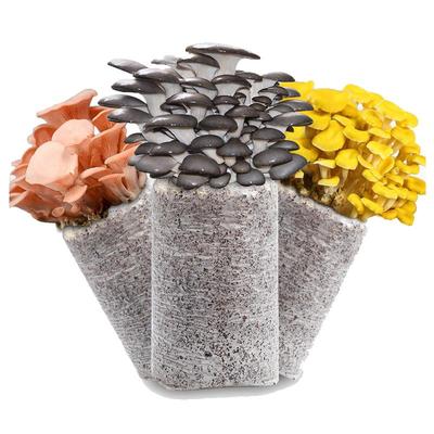 平菇室内盆栽可食用蘑菇菌包菌种菌菇包种植家庭多肉阳台种植专用