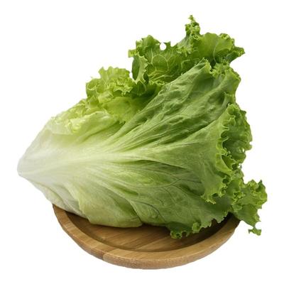 罗莎绿花边生菜花叶新鲜蔬菜沙拉