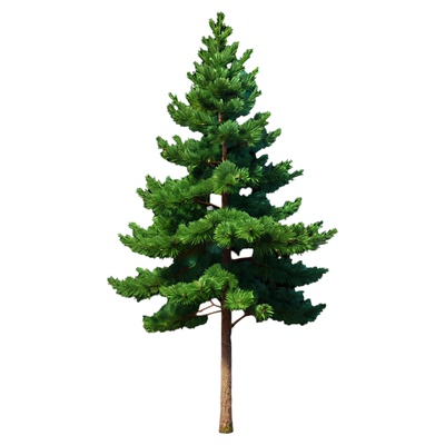 黑松树苗园林绿化工程南北方种植