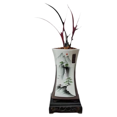 兰花建兰铭品红草红荷网红草