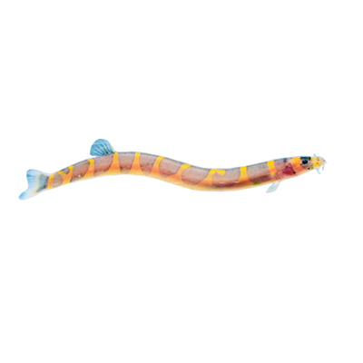 蛇仔鱼苦力鳅工具鱼除藻鱼清洁鱼