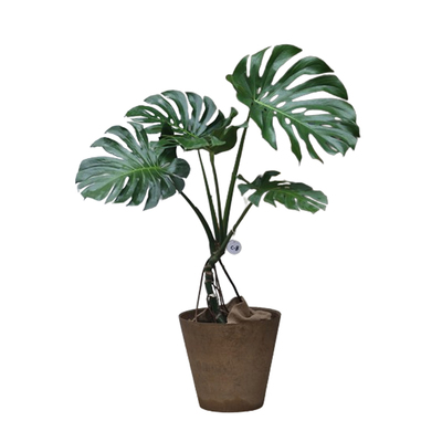 北欧绿植龟背竹蔷薇之光老桩