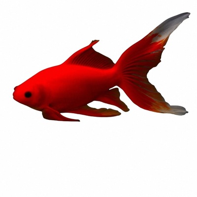 冷水血鹦鹉观赏鱼好养耐活招财鱼