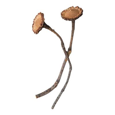 非洲进口干燥花干花民宿太阳朵