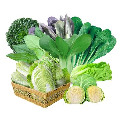 农科院四季阳台黄瓜薄荷蔬菜种子