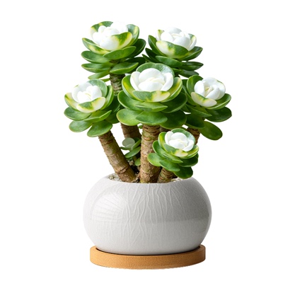 招财旺宅又好养！金钱木多肉植物