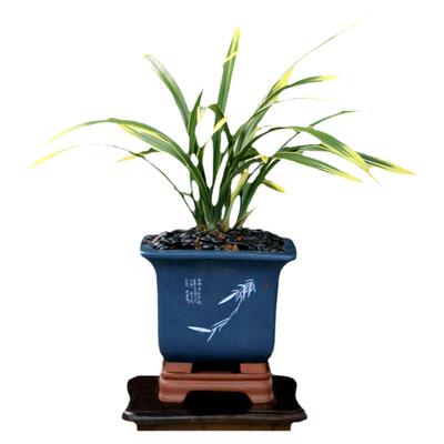 翁源兰花墨兰高端艺草鹤之华带花