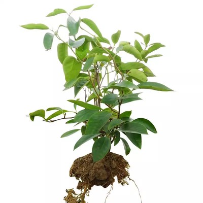 正宗黑老虎树苗改良布福娜水果爬藤南北方庭院常绿四季种果苗