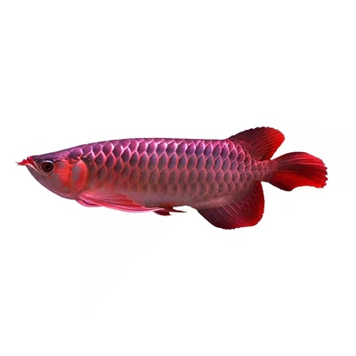 印尼红龙鱼活鱼辣椒红龙鱼苗高端大型淡水热带鱼观赏鱼金龙银龙鱼