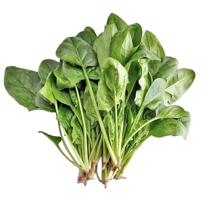 大叶菠菜种子四季早熟高产