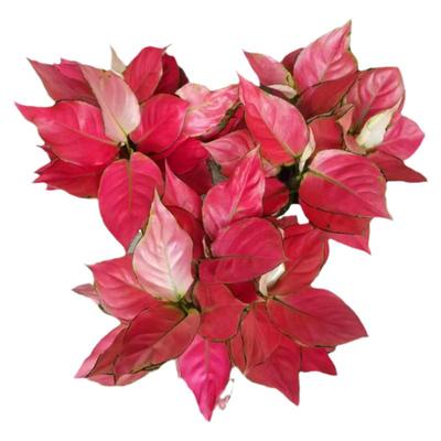 如意皇后彩叶绿植室内客厅摆放