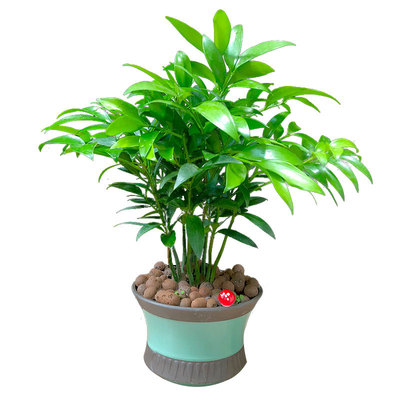 竹柏四季青清香型吸甲醛驱蚊植物