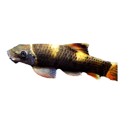 老虎小精灵除藻鱼草缸温顺好养耐活除青苔绿藻褐藻吃残渣工具鱼