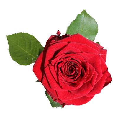 藤本欧月小苗爬藤欧洲月季种苗果汁阳台蔷薇花苗微型月季花苗绿化