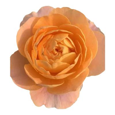 南阳伊诺月季园专用肥效不烧根足