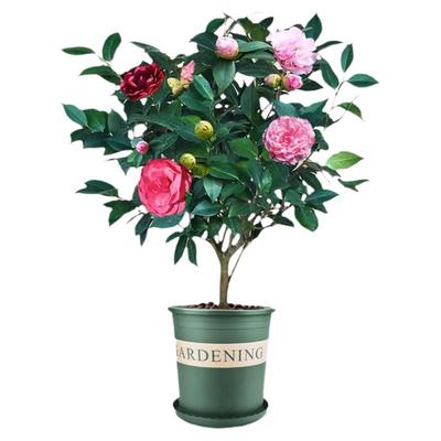 茶花木本花卉客厅阳台四季花