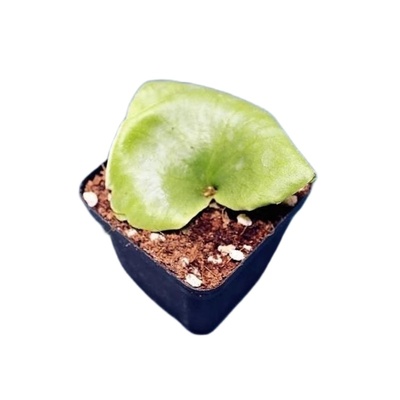 亚洲猴脑鹿角蕨室内耐阴绿植