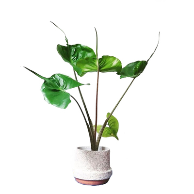 黄貂鱼海芋 荷兰进口 Alocasia Stingray网红ins绿植盆栽斑马剑叶