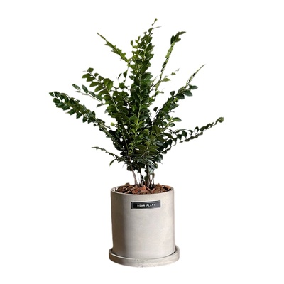 小叶紫檀好养活草本盆栽绿植