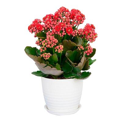 长寿花盆栽重瓣大花带花苞花苗四季好养开花植物室内桌面花卉绿植