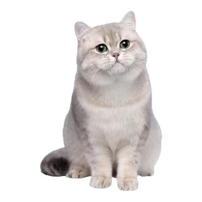 6年稳定传腹专攻猫咪传腹